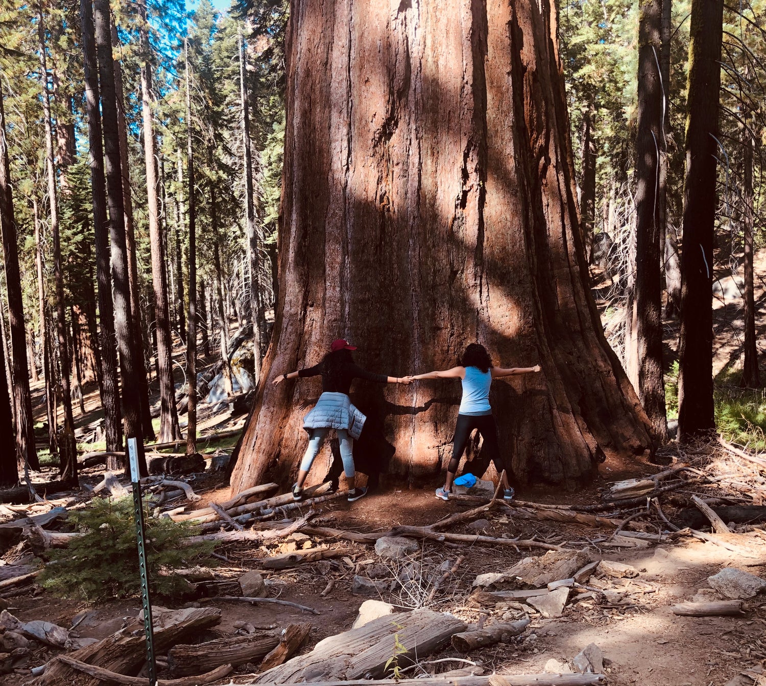 Mother Trees: Our Green Guardians, Deserving of Protection – Elephant ...